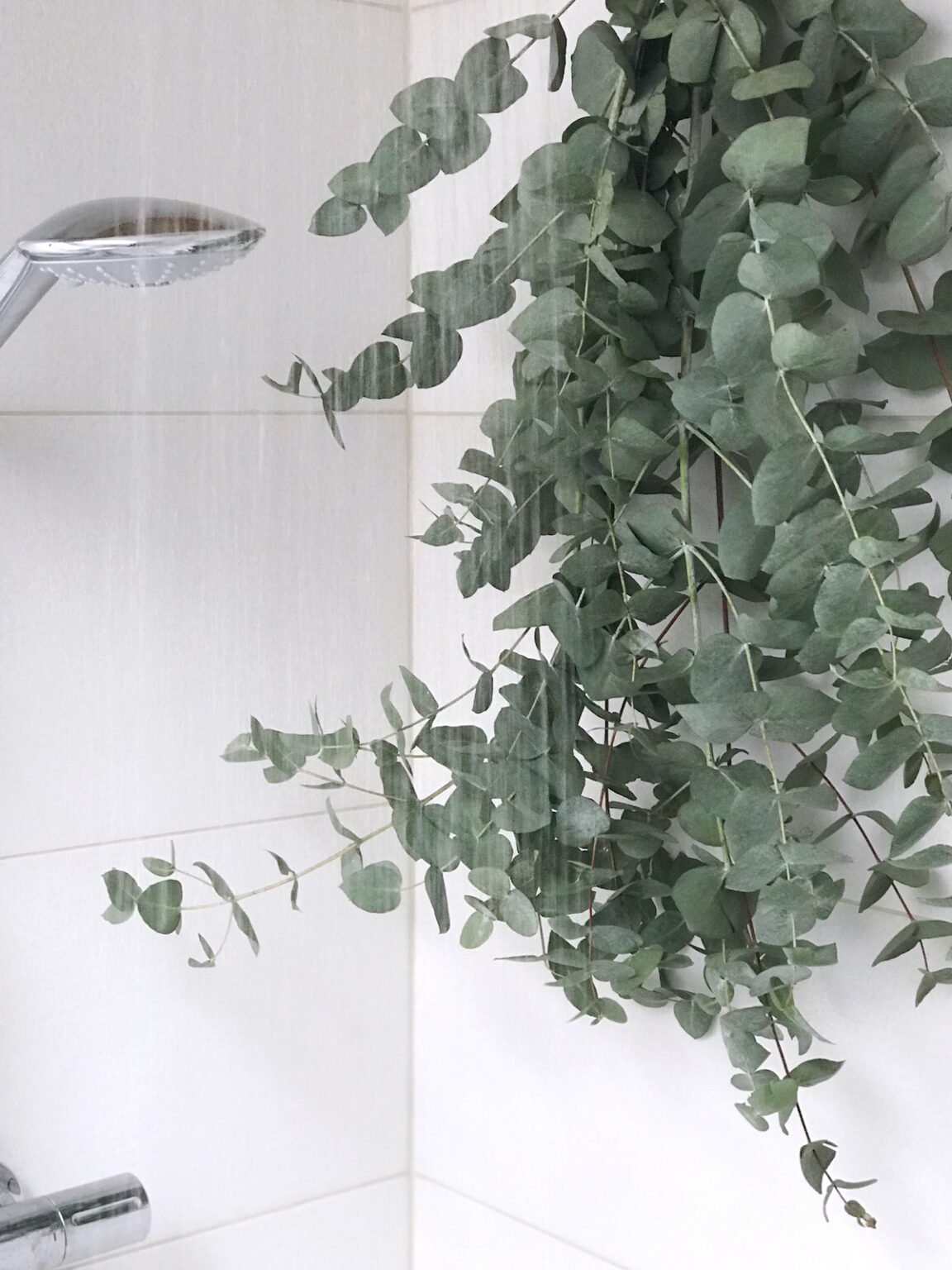 Evkaliptus: tako bo vejica dišala dlje - Beautyfull Blog