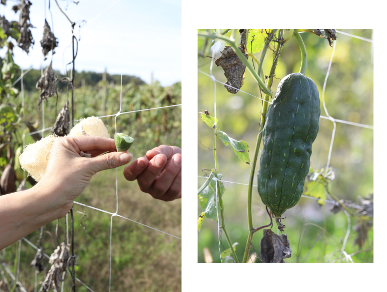 Ocena: Dantesmile Lufa, naravna gobica za čiščenje posode iz Štartaj ...