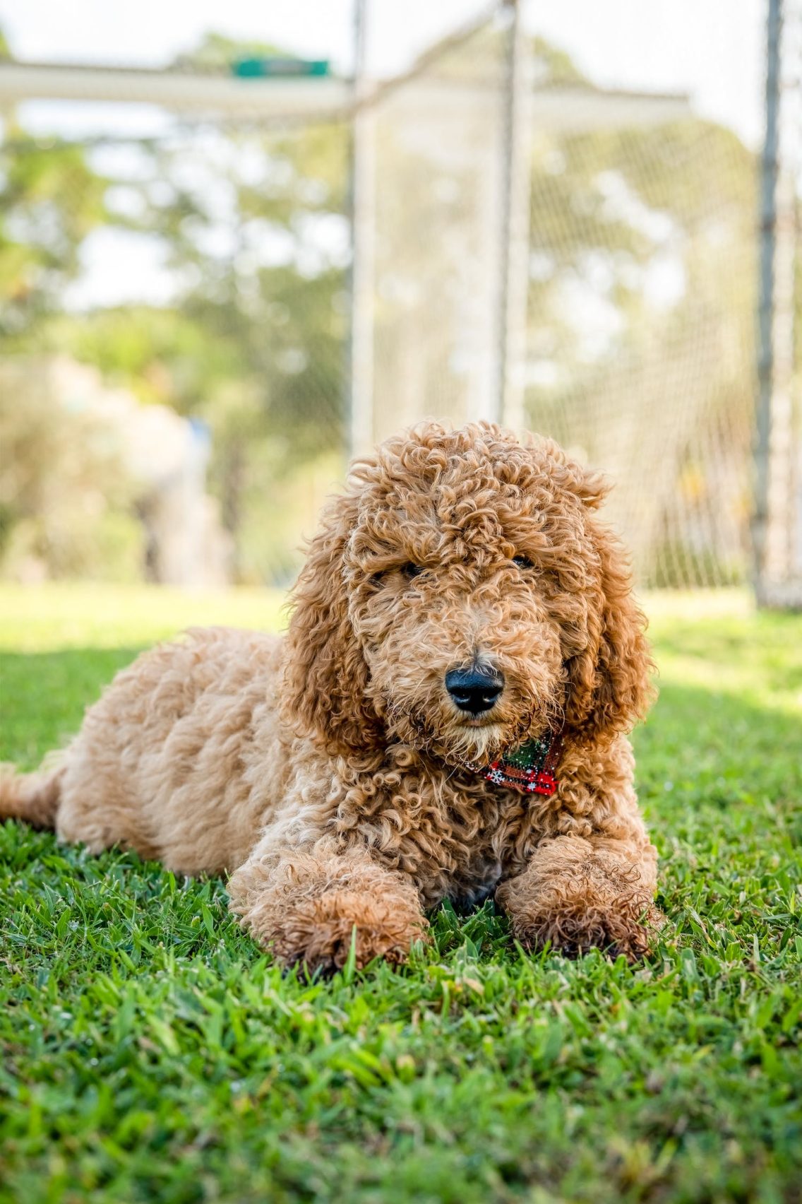 To so maltipoo, cokapoo, cavapoo labradoodle in 34 drugih mešanic ...